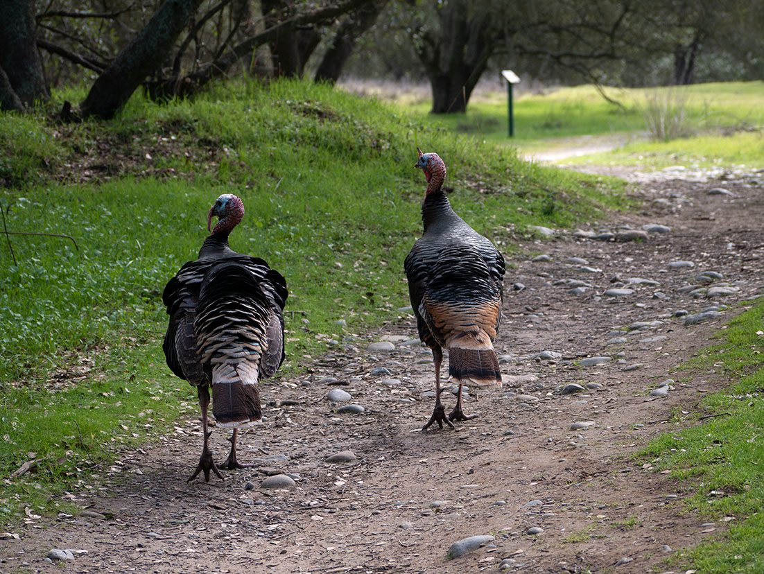 Arden-Arcade, CA: 2 Easy Routes to Our Practice